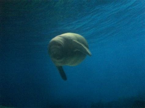 Image result for Turtle Trek