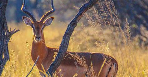 Image result for How to Cook Impala Meat