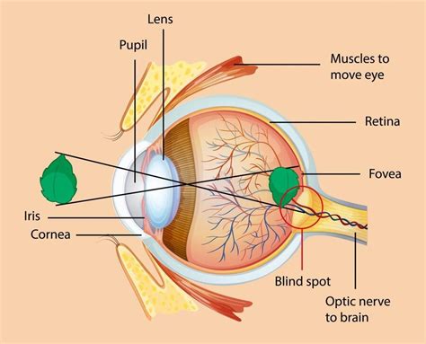 Image result for Eye Anatomy Function