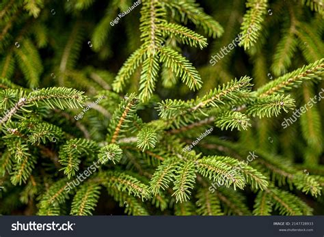 Image result for Thematic Tree Example