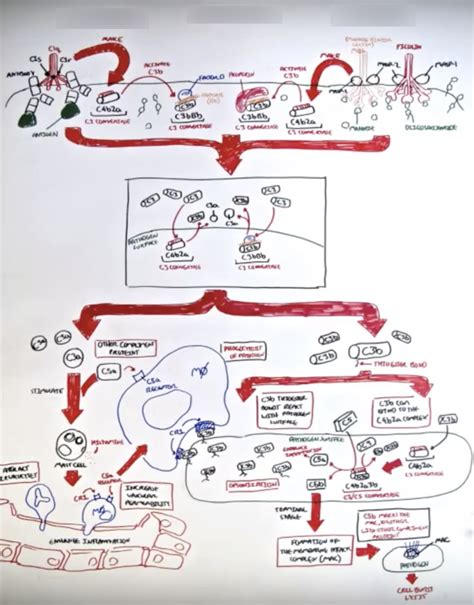 Image result for Complement System Online Map