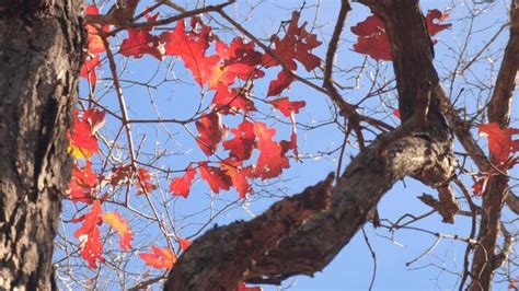 Image result for One Leaf Falling Image