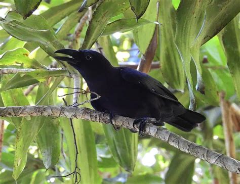 Image result for Different Crows