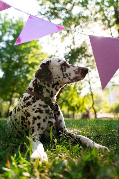 Image result for Pool Party for Dogs