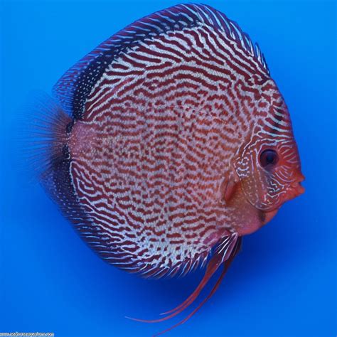 Image result for Red Coral Discus