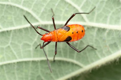 Image result for Colorful Bugs Insects