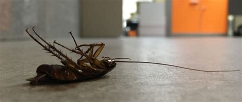 Image result for NYC Cockroach