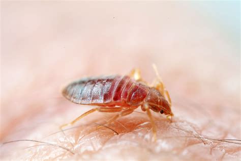 Image result for Bed Bug Identification