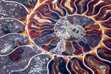 Image result for Mathematical Problem with Evolution