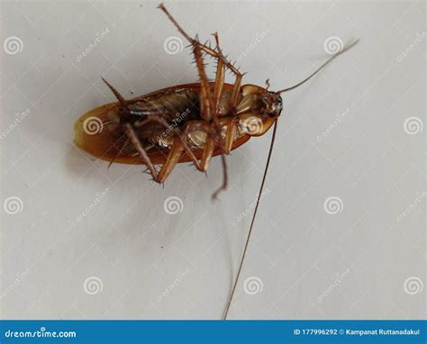 Image result for Cockroach On Its Back