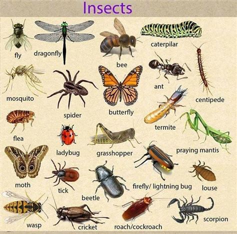 Image result for Insects Animals List