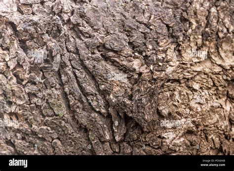 Image result for Pear Tree Bark Rust