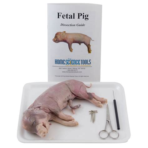 Image result for Fetal Pig Dissection Tutorial
