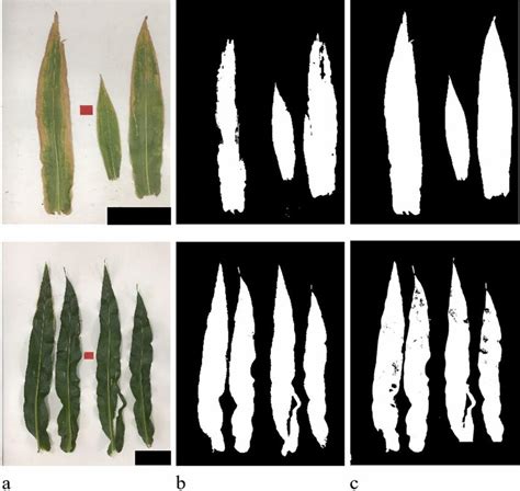 Image result for Otsu Thresholding Example