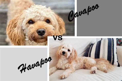 Image result for Cavapoo vs Havapoo