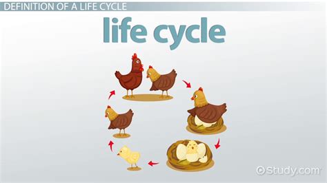 Image result for Example of a Life Cycle