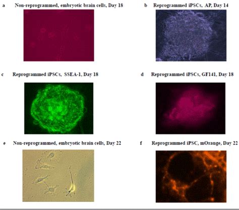 Image result for Reprogramming Stage Gene