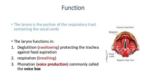 Image result for Larynx Function