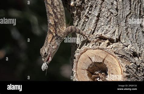 Image result for Lizard Traps