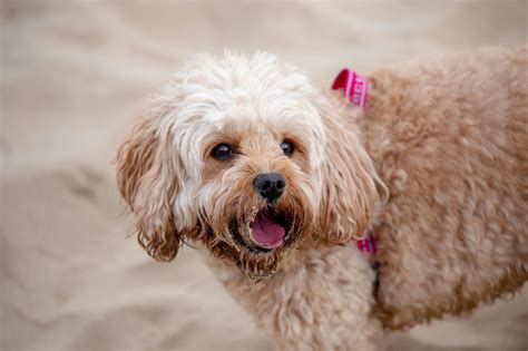 Image result for Cavapoo Eyes