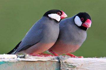 Image result for Java Sparrow Pair