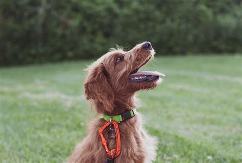 Image result for Best Training Collars for Dogs