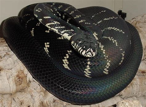 Image result for Bolen Python