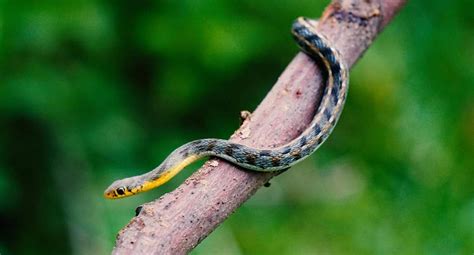 Two-Step Snake: The Truth Behind the Myth - Wildlife Nest