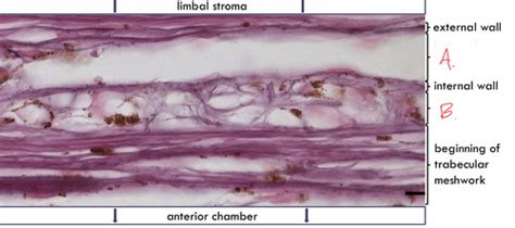 Ocular Anatomy- Aqueous Humor Flashcards | Quizlet
