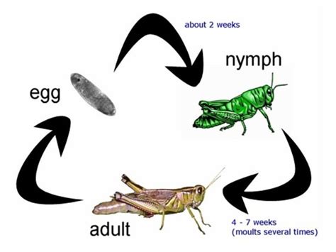 Image result for Cricket Insect Life Cycle