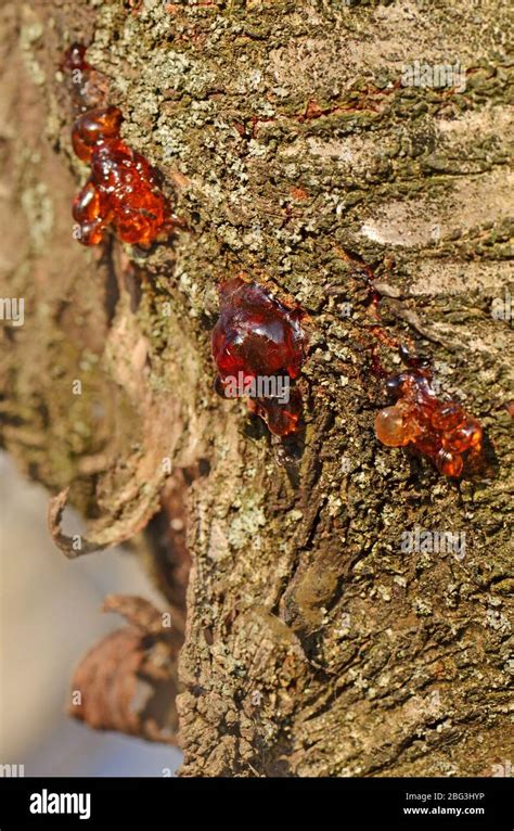 Image result for How to Clean Tree Resin