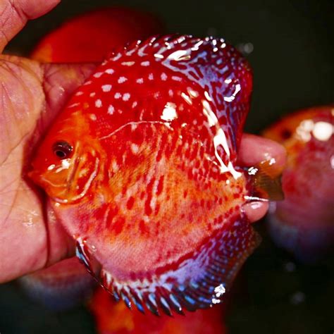 Image result for Red Rafflesia Discus
