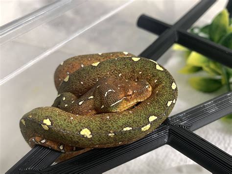 Image result for Green Tree Python Babies