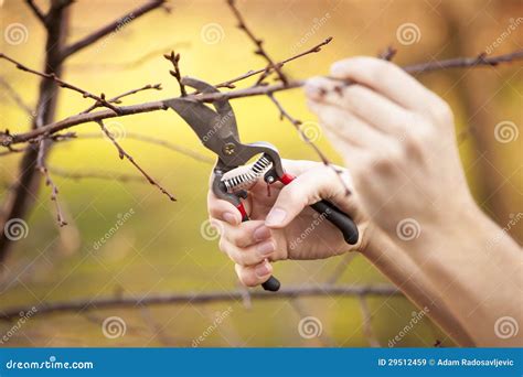 Image result for Pruning Tree Branches Spring