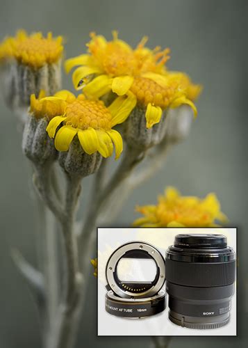 Image result for Using Macro Extension Tubes
