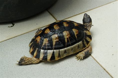 Image result for Tortoise Body Parts