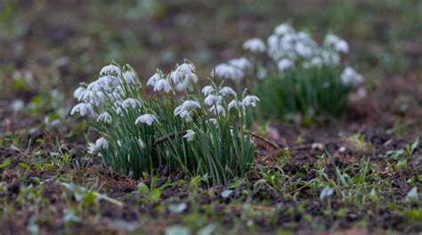 Image result for Snowdrop Varieties