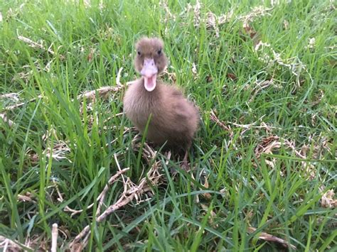 Image result for Ducklings Hatching