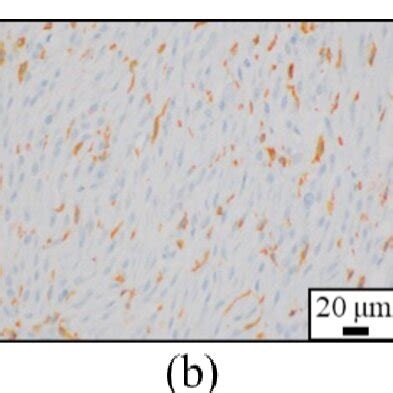 Image result for Multiplex Mouse IHC