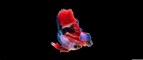 Image result for Fish Computer Backgrounds