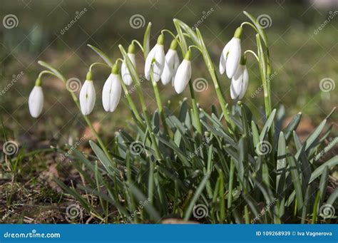 Image result for Snowdrop Early Spring Flowers