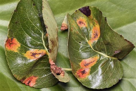 Image result for Pear Rust Cycle