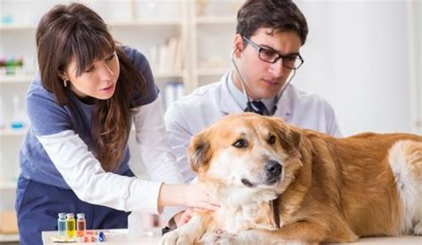 Image result for Normal Heart Rate Dog