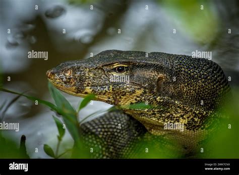 Image result for Water Monitor Lizard