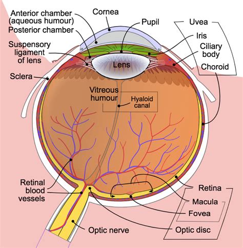 Image result for Eye Anatomy Function
