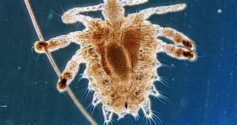 Image result for Morpion Java