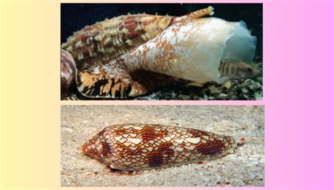Image result for Venomous Sea Shell