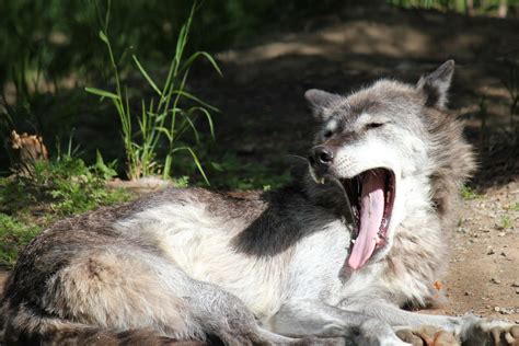 Image result for Alaska Zoo Wolves