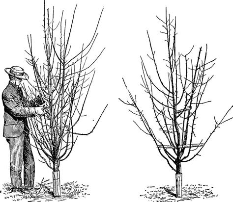 Image result for Pruning an Apple Tree in Spring