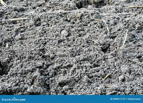 Image result for Planting in Humus